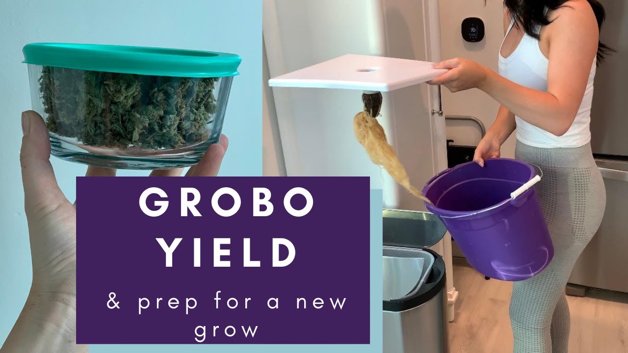YIELD FROM APARTMENT GROW & GROBO MAINTENANCE - YouTube