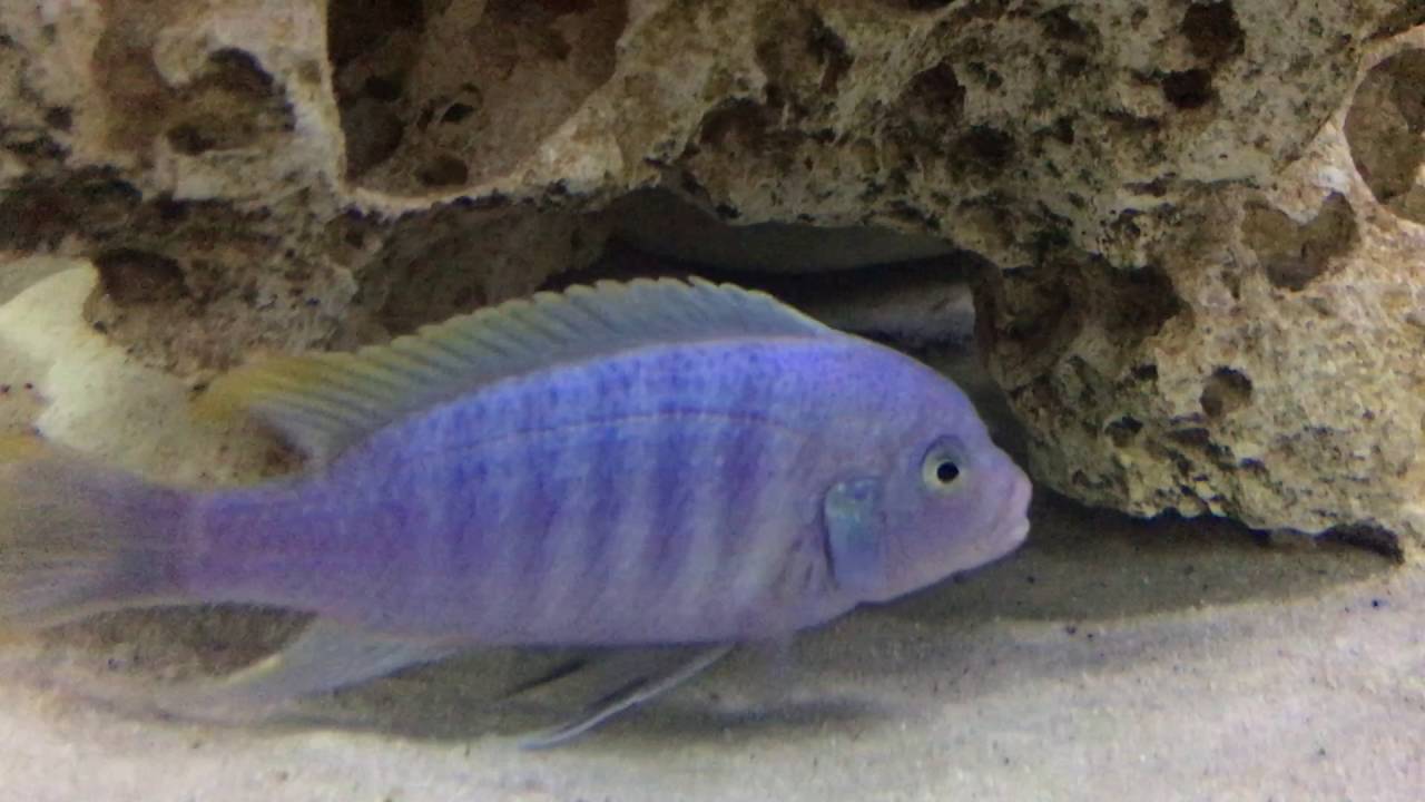 Malawisee Cichliden: #2016 Pseudotropheus greshakei & Pseudotropheus ...