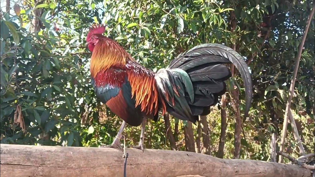 Qaib f2 Qua Zoo 👍 Khav Ntaus Tis Heev 24/1/2025. - YouTube