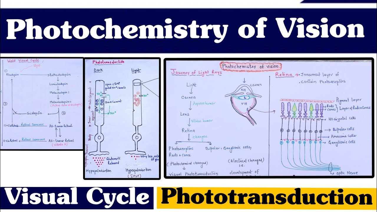Photochemistry of Vision ll Visual Cycle ll Phototransduction ll ...