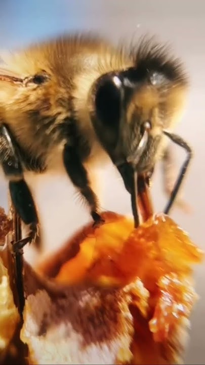 How does a bee collect and lick food - YouTube