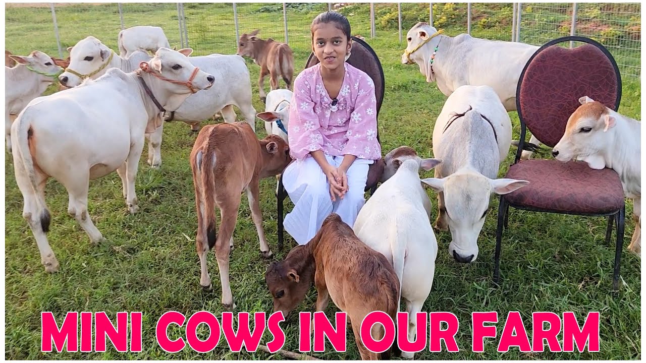 Friendly Mini cows in our farm | Short & Cute Cows | Nadipathy Goshala ...