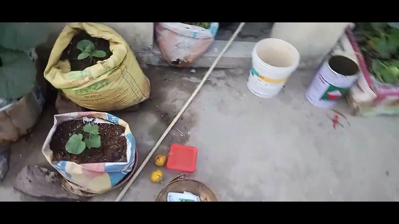 Hand Pollination Lemon Plant Transplantation With Terrace Garden Tour ...