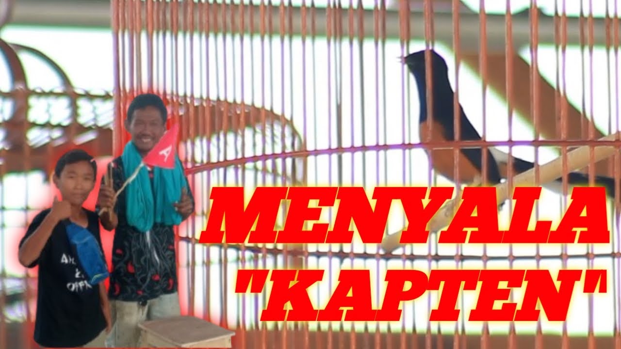 Murai Batu "KAPTEN" Milik MR.GRED / DEN,UBAY "MEMBAKAR" bangku di ...