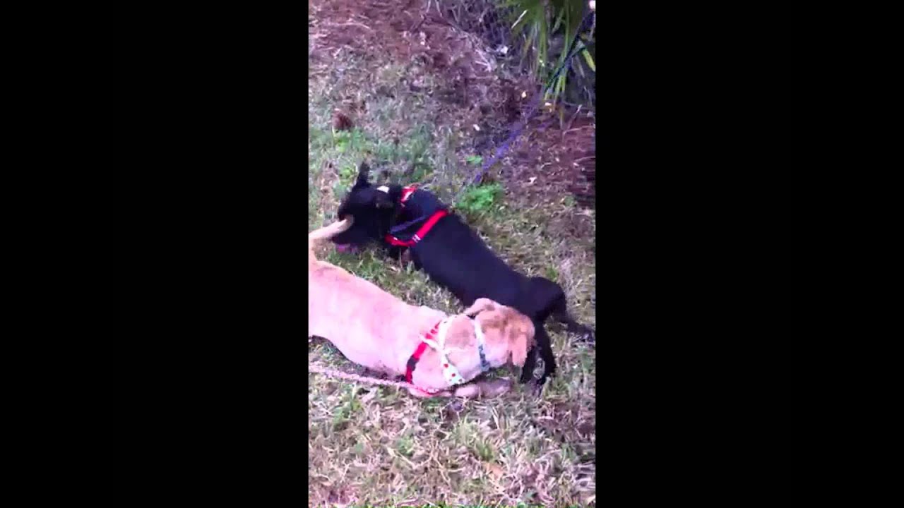 Reece and Kenny! Adoptable dogs at Alachua County Animal Services ...