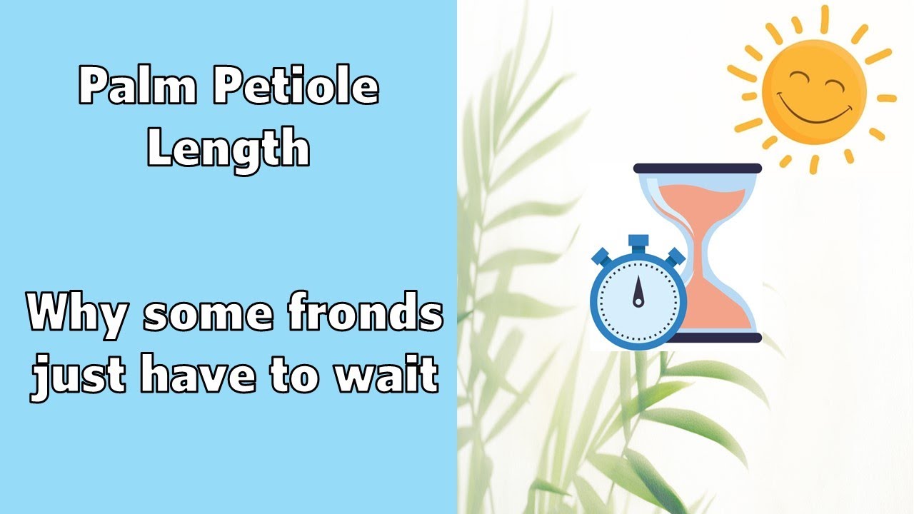 Palm Tree Petiole and Frond Length - YouTube