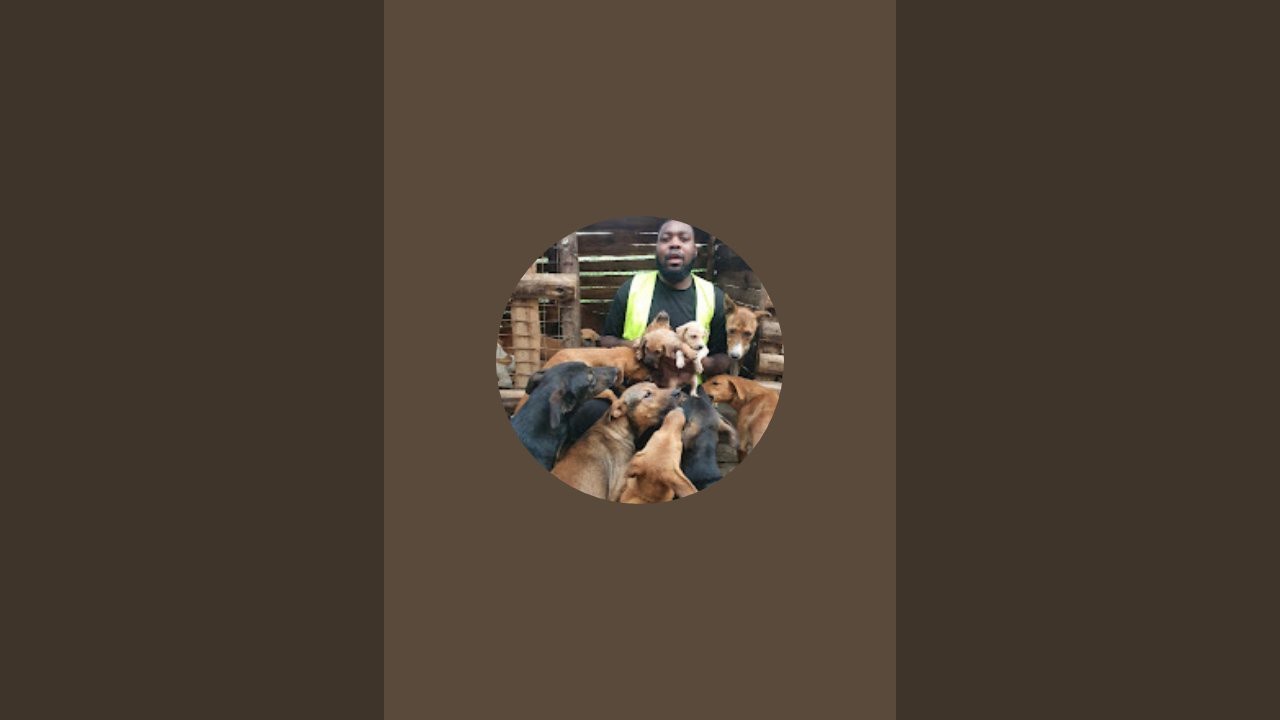 Julius animals rescue center is live! - YouTube