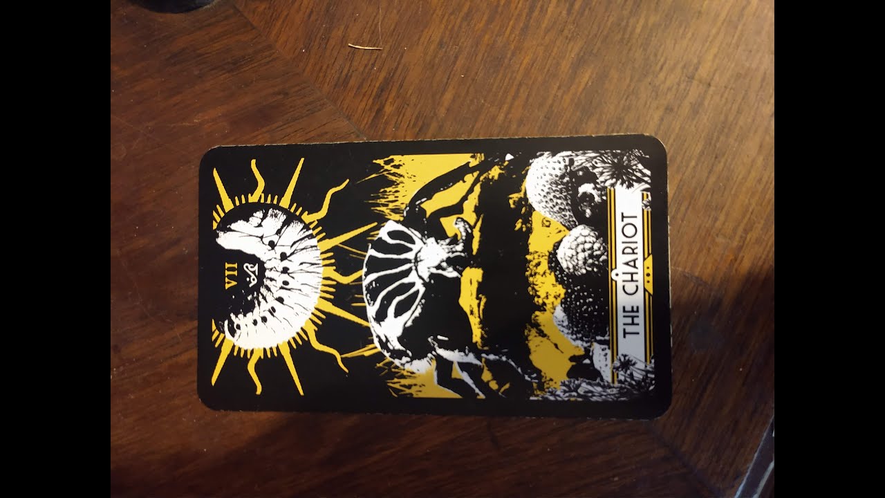 Daily Tarot - Insect Tarot - The Chariot - YouTube