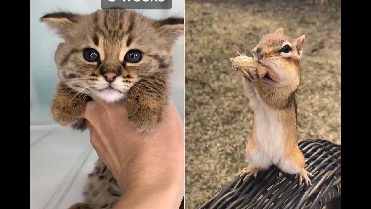 Super Cute Animals 🔴 Funny and Cute Animal Videos Compilation (2020 ...