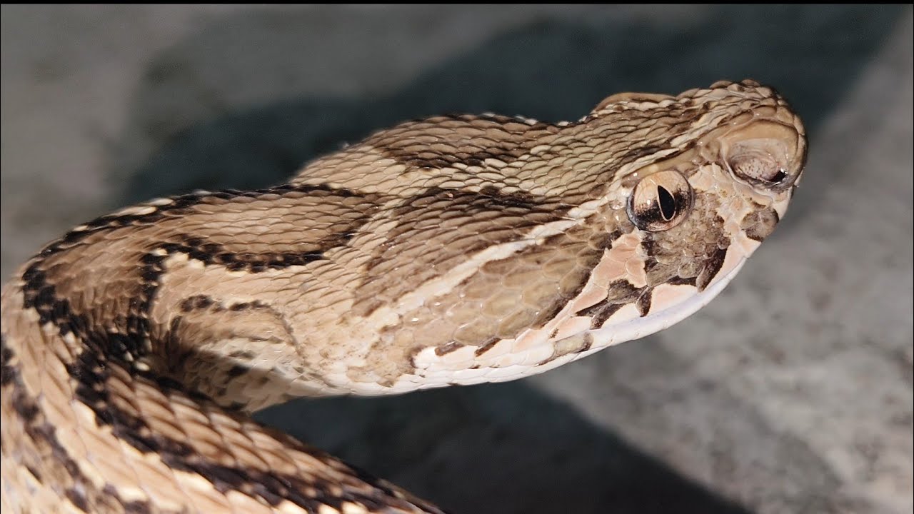 😱😳கொடிய கண்ணாடி விரியன்🐍⛎|😳ஐயோ எவ்வளவு பெரிய பல்லு😱|#dm TODAY... - YouTube