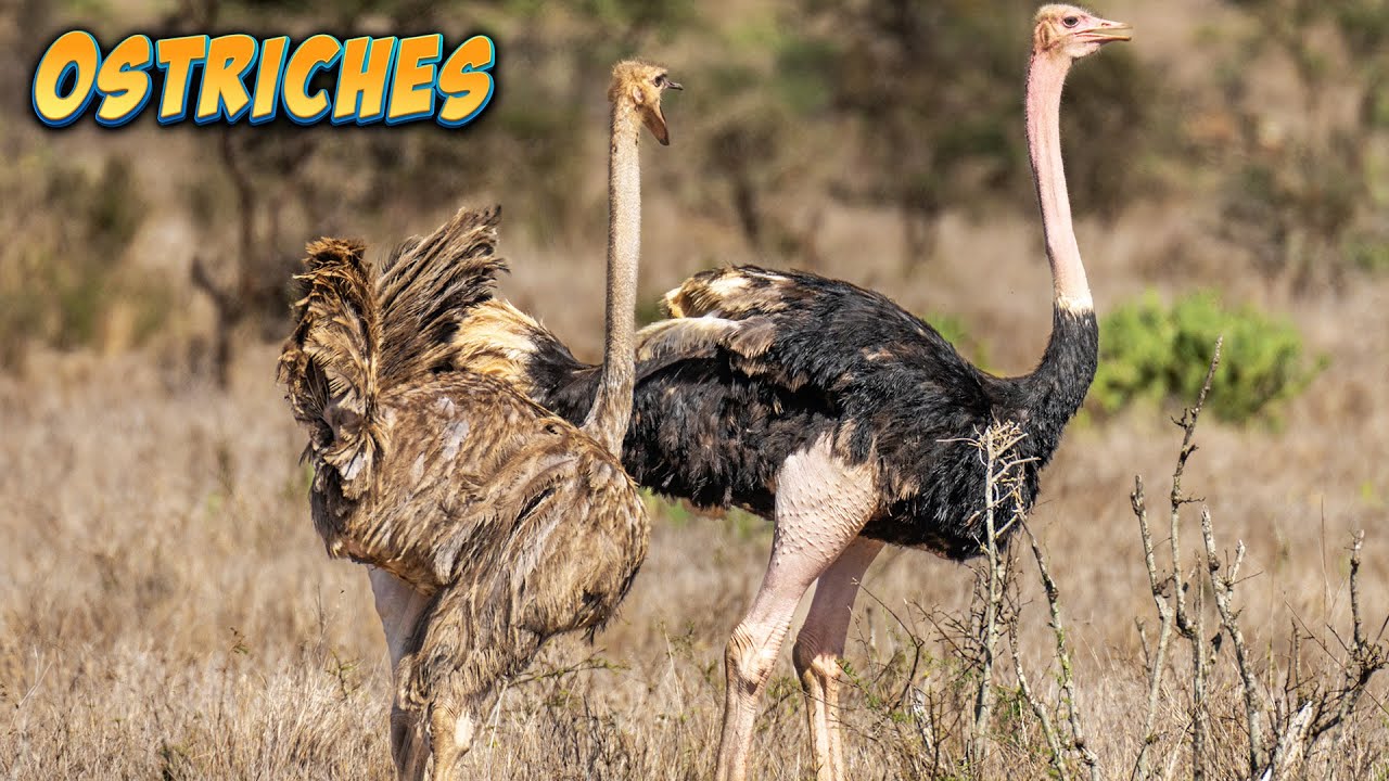 Fascinating Facts about Ostriches | Crazy Facts | Random Facts | Amazing animal Facts - YouTube