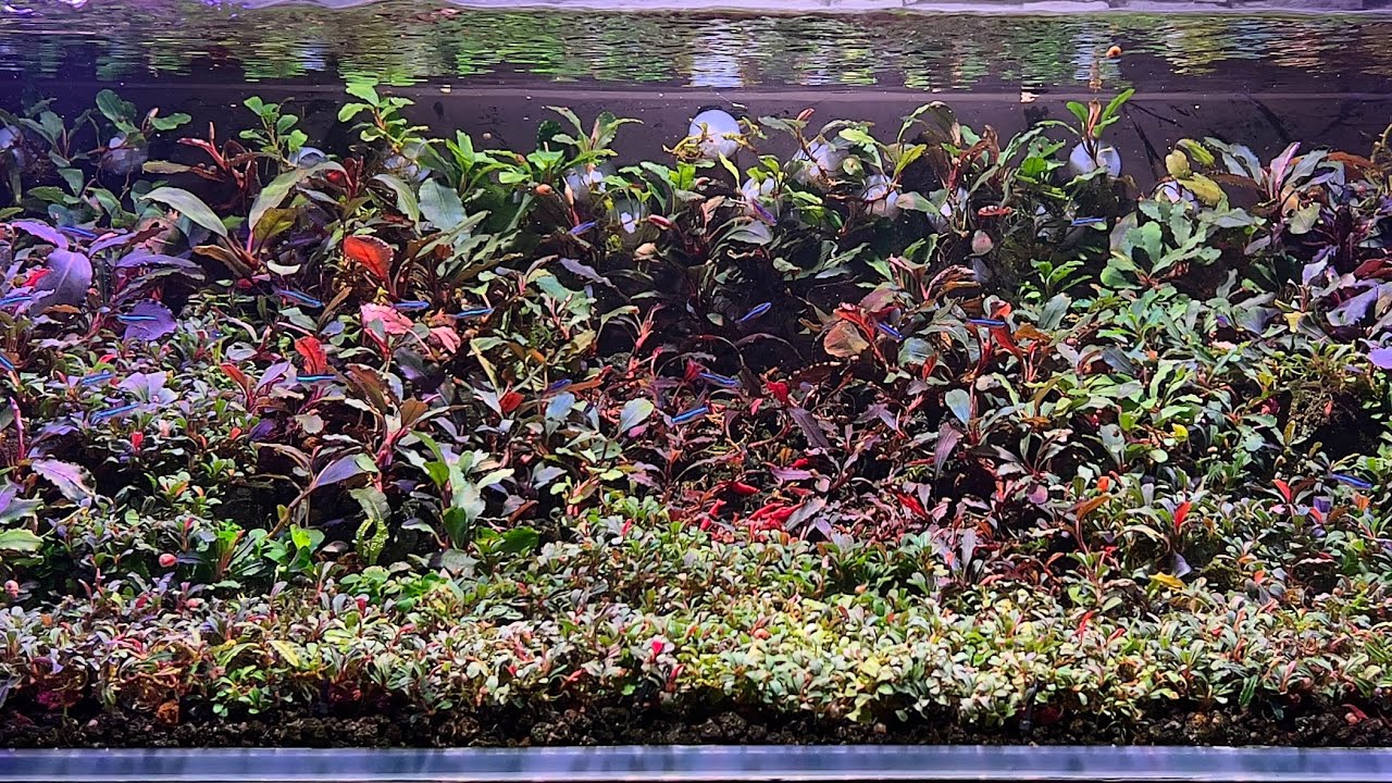 My Bucephalandra Tank - Photos / Akwarium Roślinne Bucephalandra - YouTube