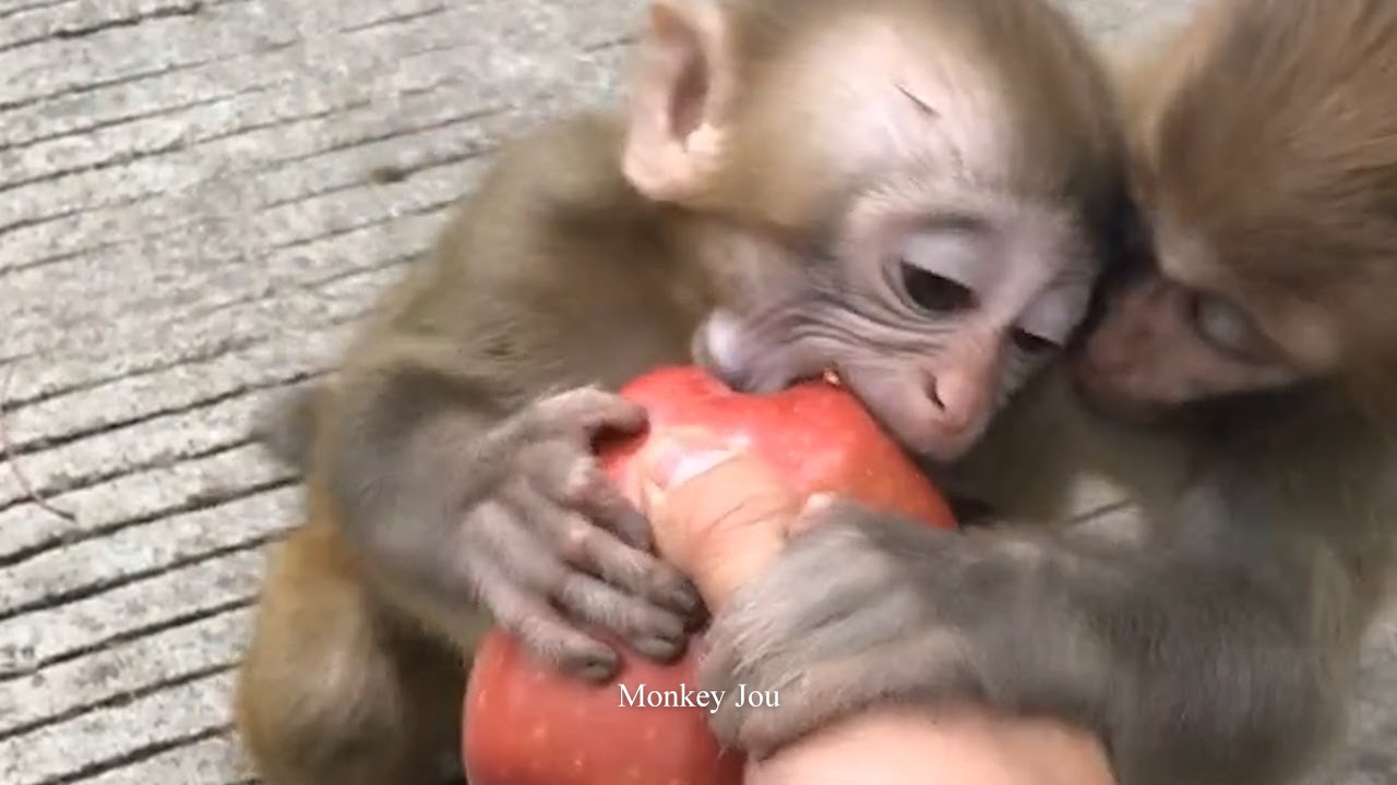 Hungry Baby Monkey Feeding Is Cute - YouTube