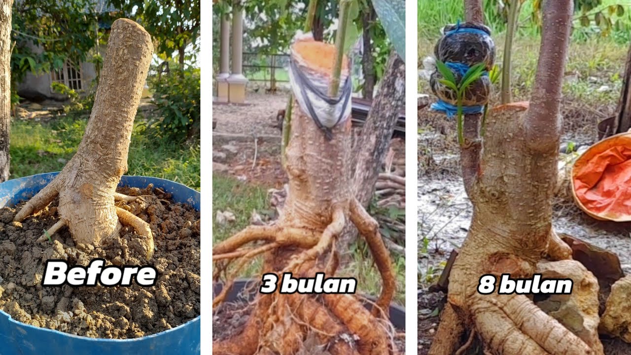 Progam akar dan cabang pohon pule dari waktu kewaktu // bahan bonsai ...
