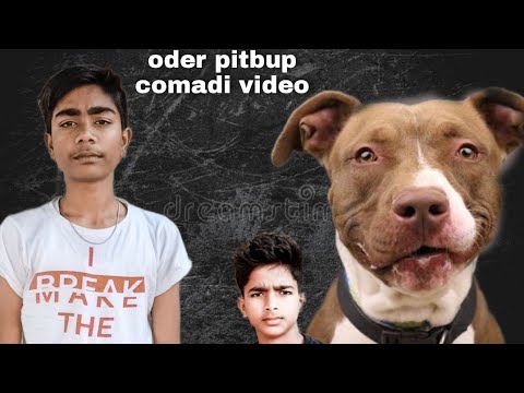 order pitbull comedy video - YouTube