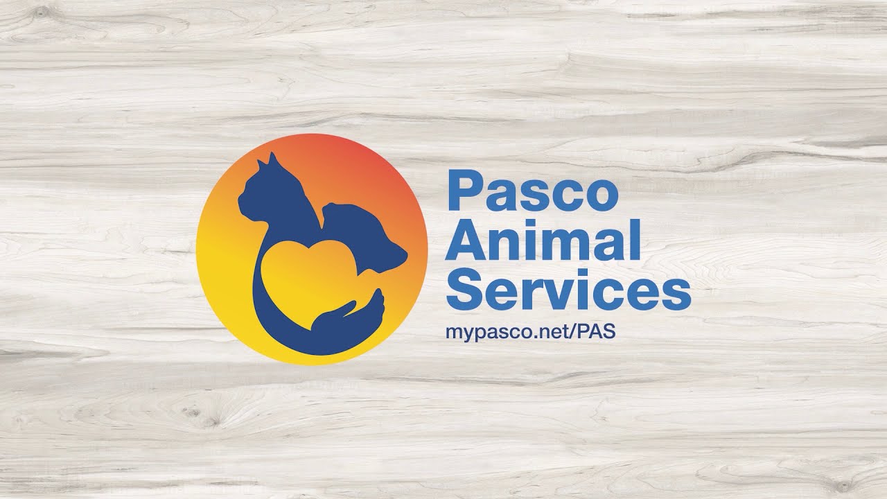 How to Get a Pasco County License Tag - YouTube