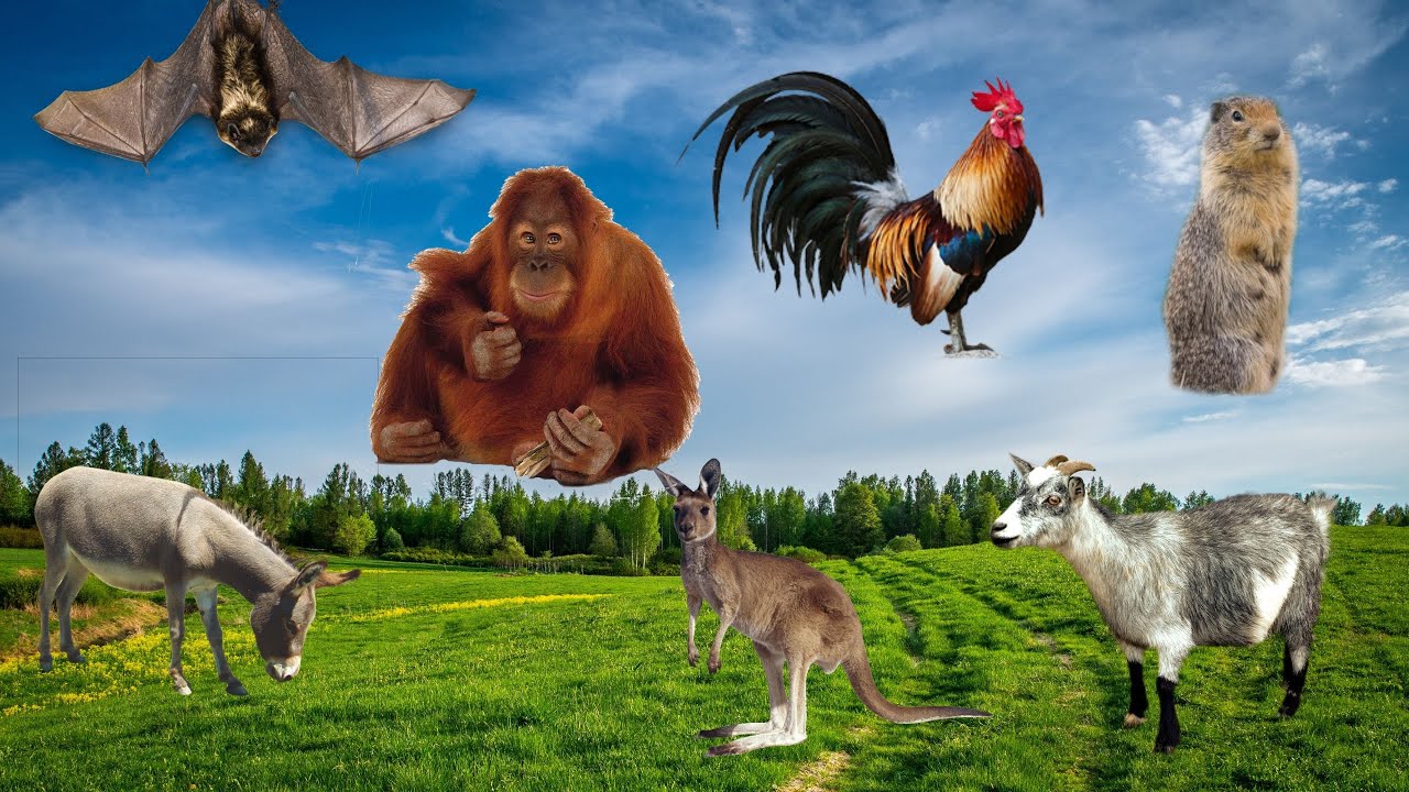 Funny Animal Sounds In Wildlife | Animal Moments - YouTube