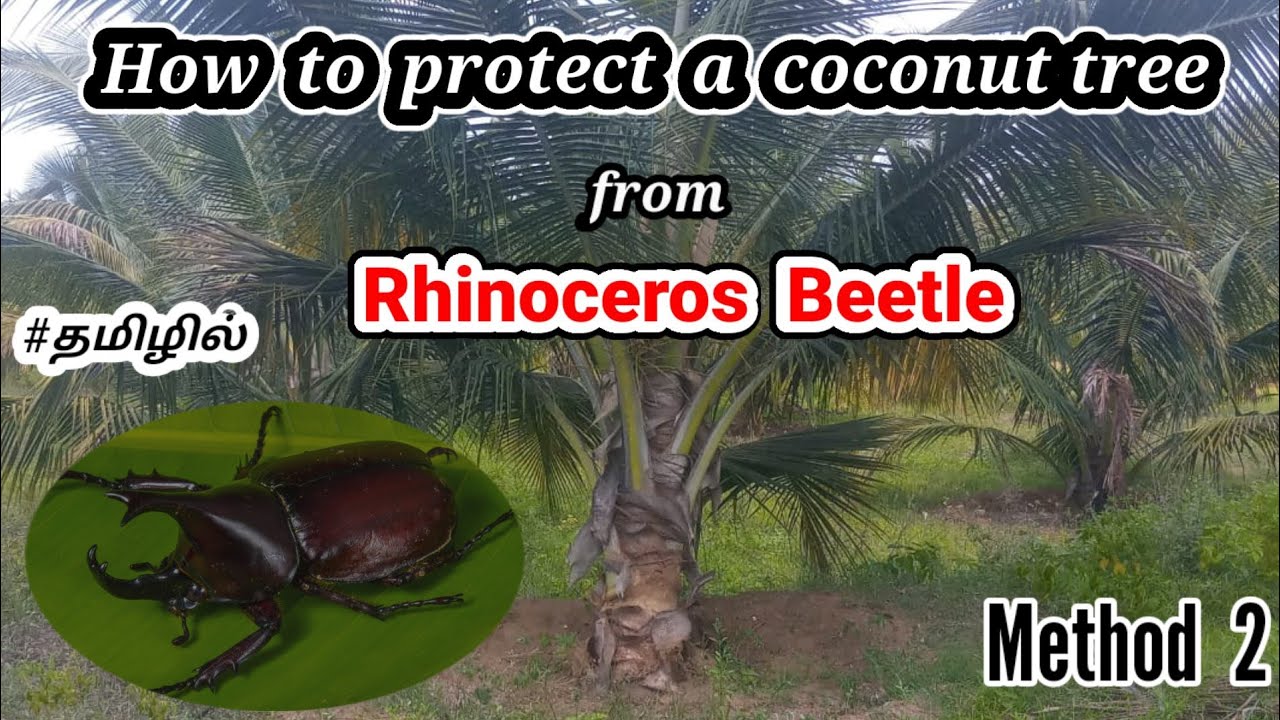 VIDEO || Method 2 || Coconut tree || How to protect a coconut tree ...