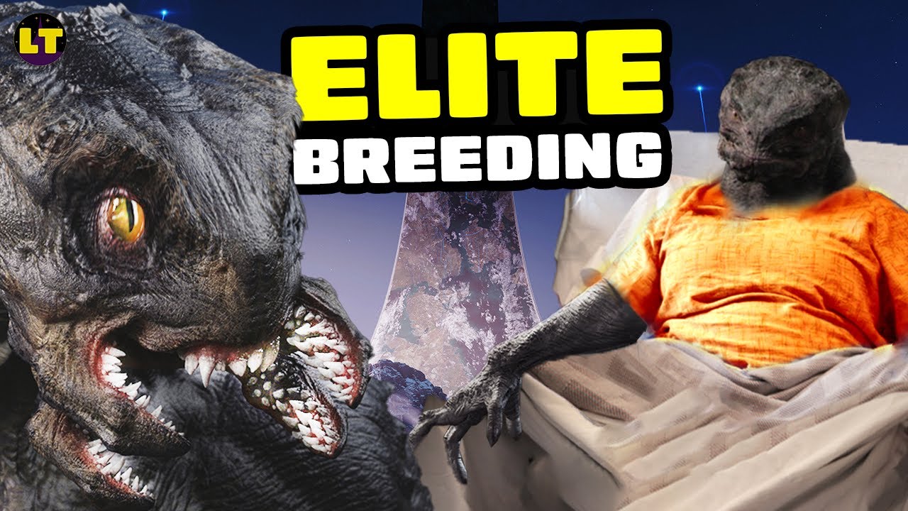 How Are Baby Elites Made: The Weirdest Halo Fact You Never Wanted to ...