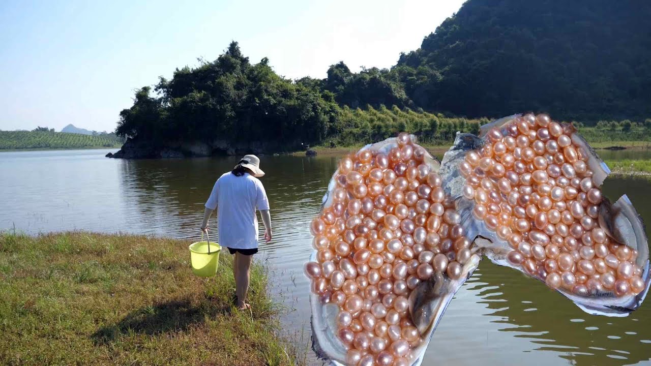 Magic Beach! The black shells here are huge and the rich golden pearls ...