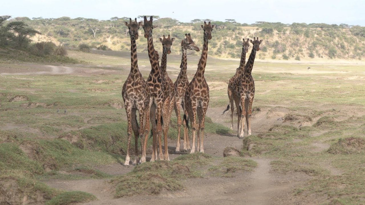 Seven Giraffes in 4K - YouTube