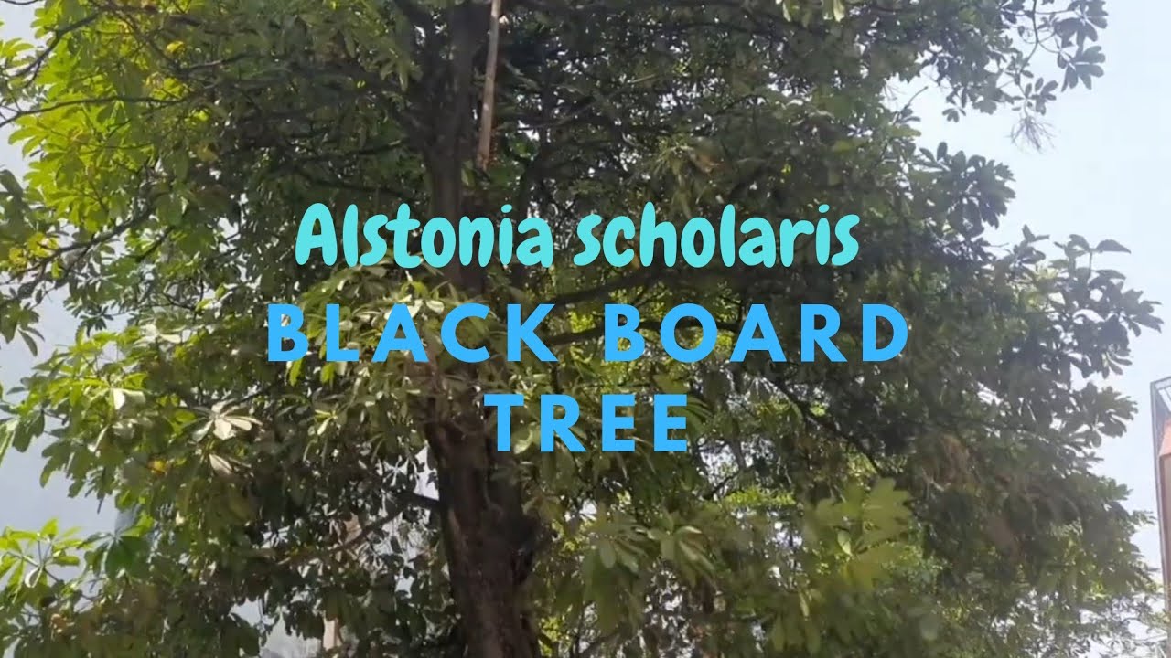 Alstonia scholaris, Blackboard tree, Ornamental tree - YouTube