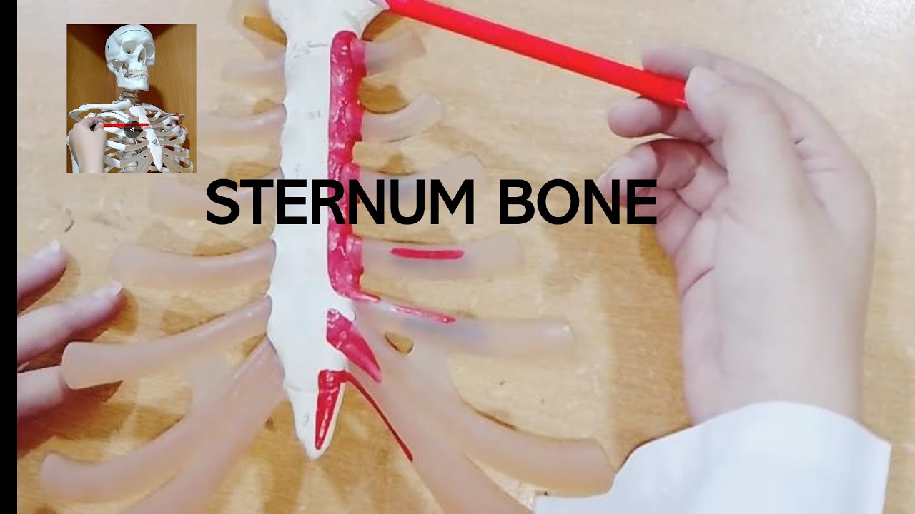parts of sternum | manubrium | sternum bone anatomy - YouTube