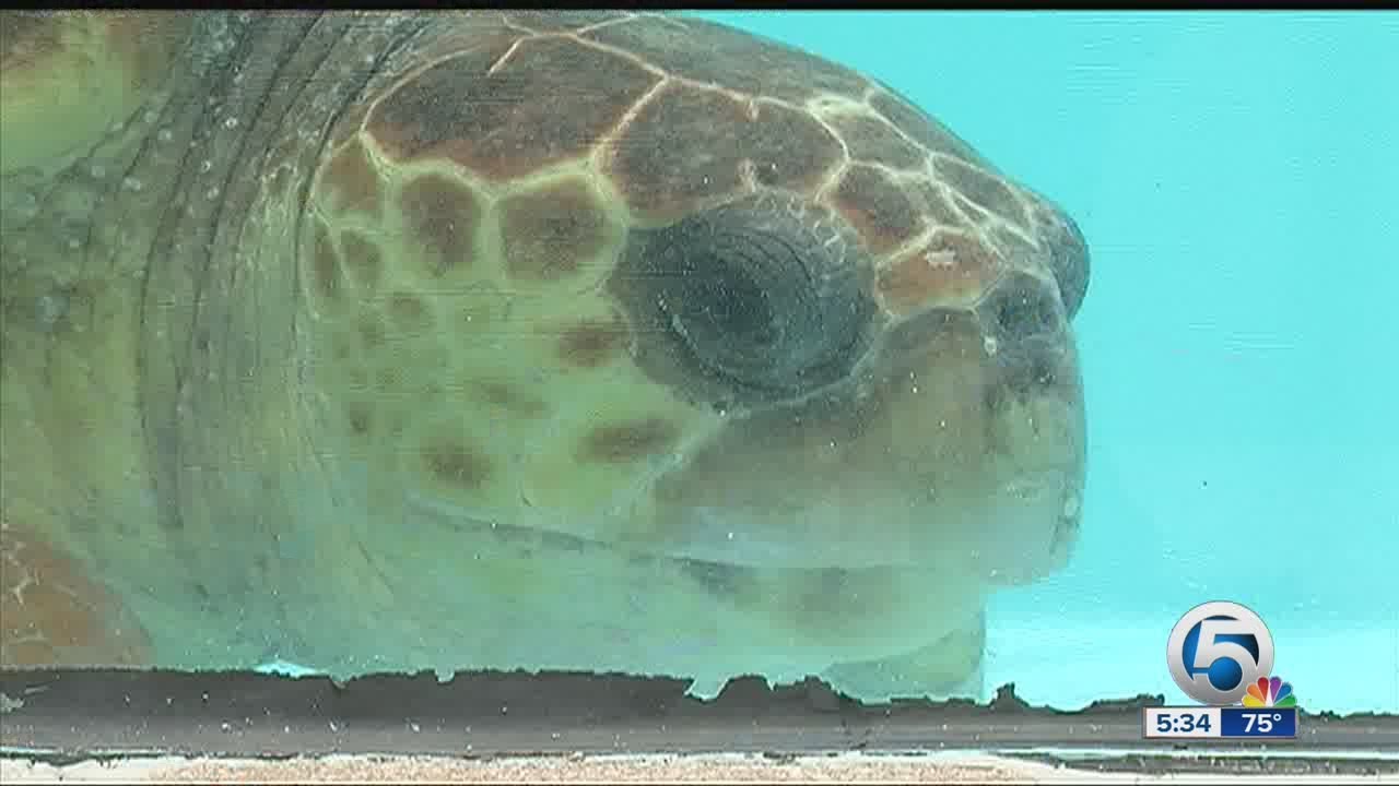 Firefighters rescue turtle - YouTube