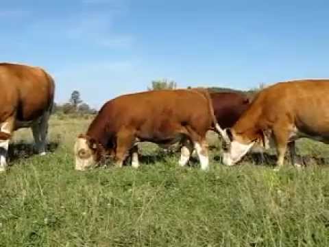 Bull calf Simmental Fleckvieh (Sibelle Dirty Harry 25Z, 7 month old)