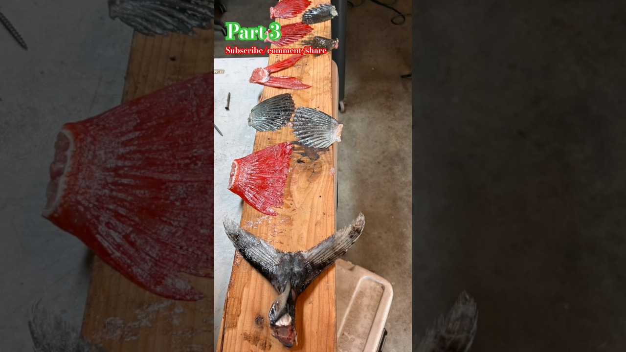 Part 3 Collecting Fish Ear Bones(Otoliths) #sustainability #fishing # ...