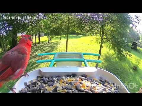 Friday afternoon bird parade - YouTube