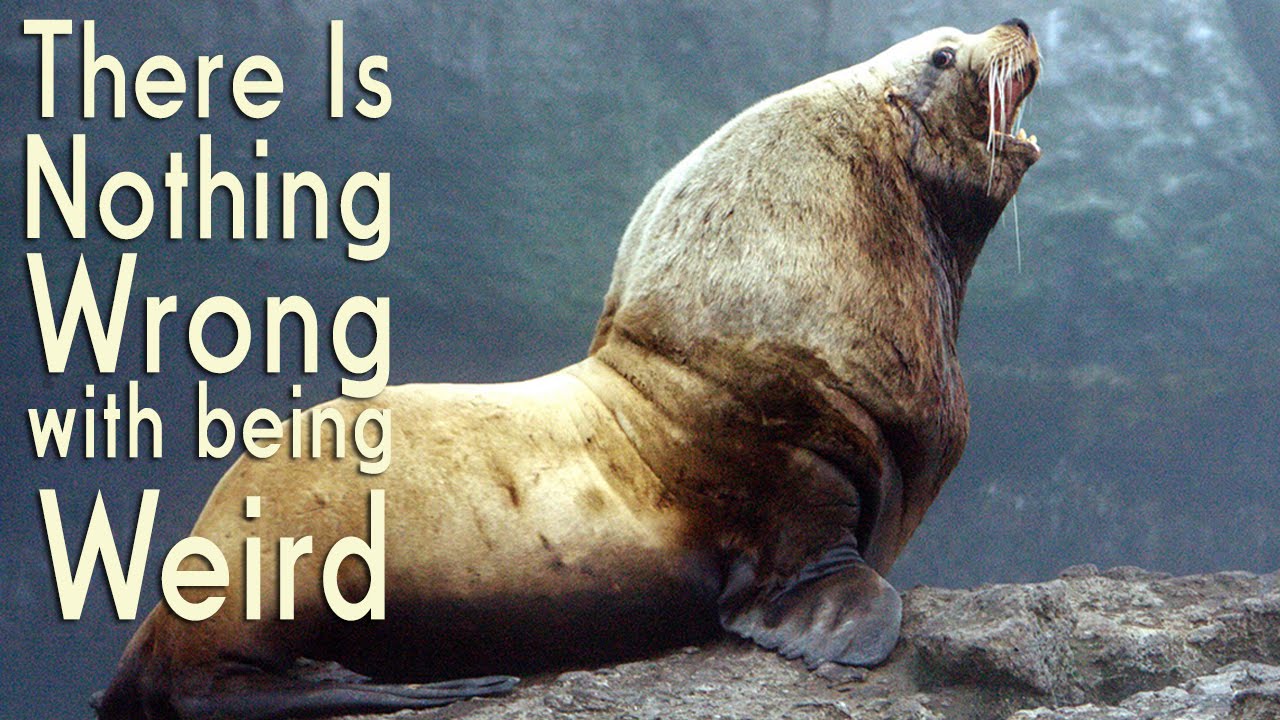 Animals Making "Weird" Noises - YouTube