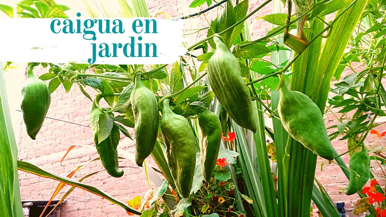 CULTIVO DE CAIGUA (achojcha) EN CASA ,cuidados,sustrato - YouTube