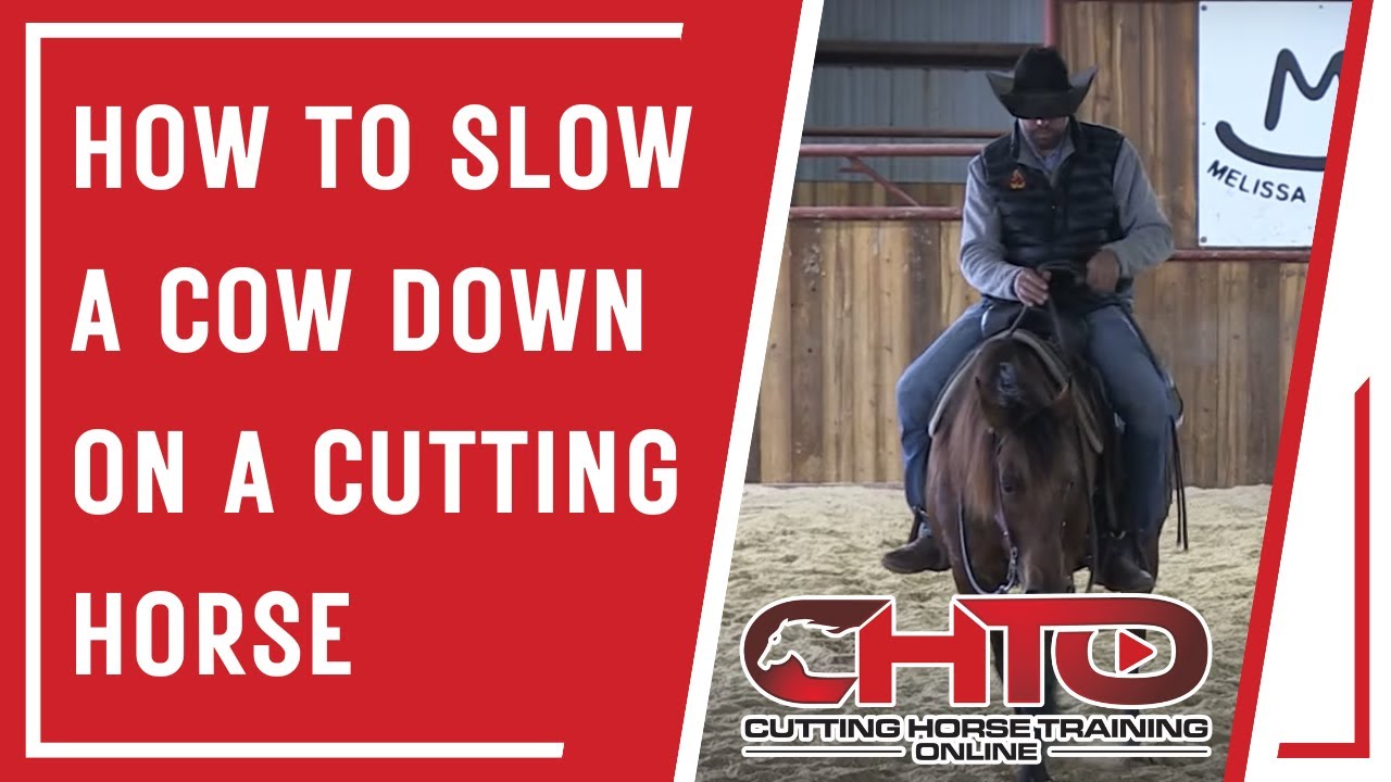 How To Slow A Cow Down On A Cutting Horse. - YouTube