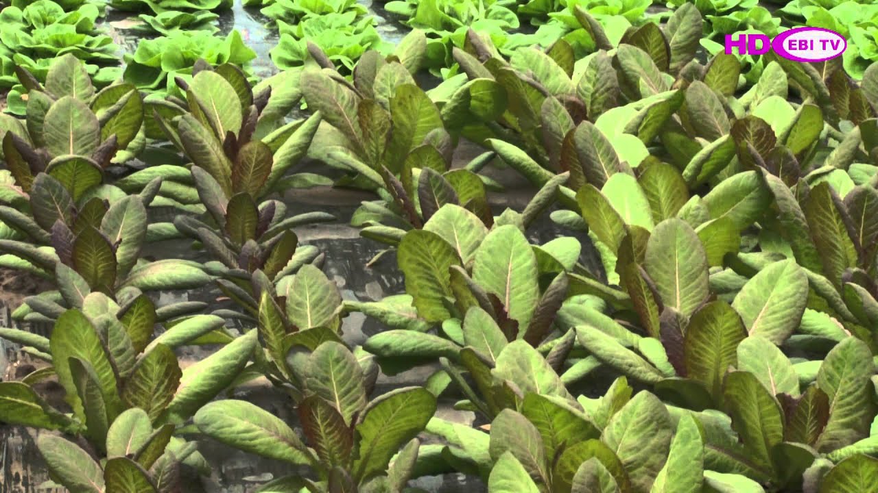 Povrtarstvo može biti lep porodični biznis - YouTube