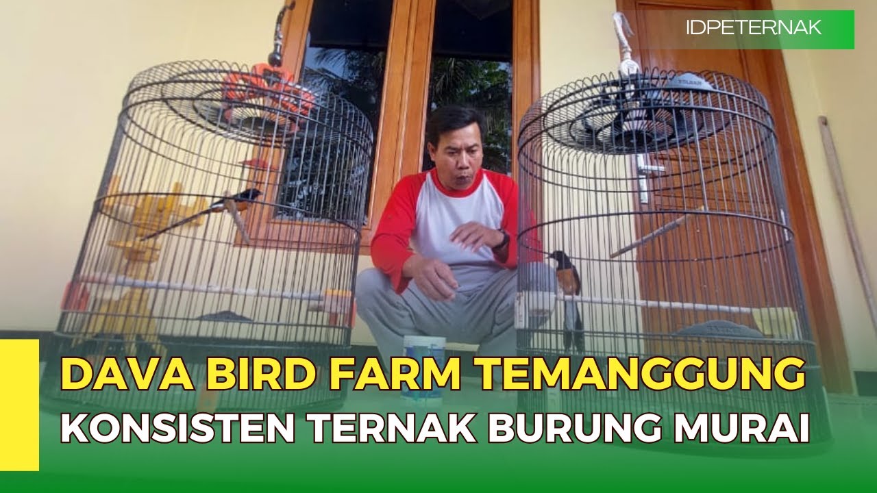 Dava Bird Farm: Peternak Murai Berkualitas, Harga Bersaing - YouTube