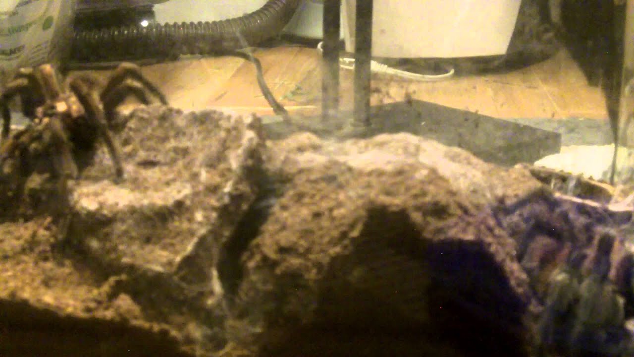P. cancerides (Haitian Brown Bird Eater) - Mating Attempt - 7/20/15 ...