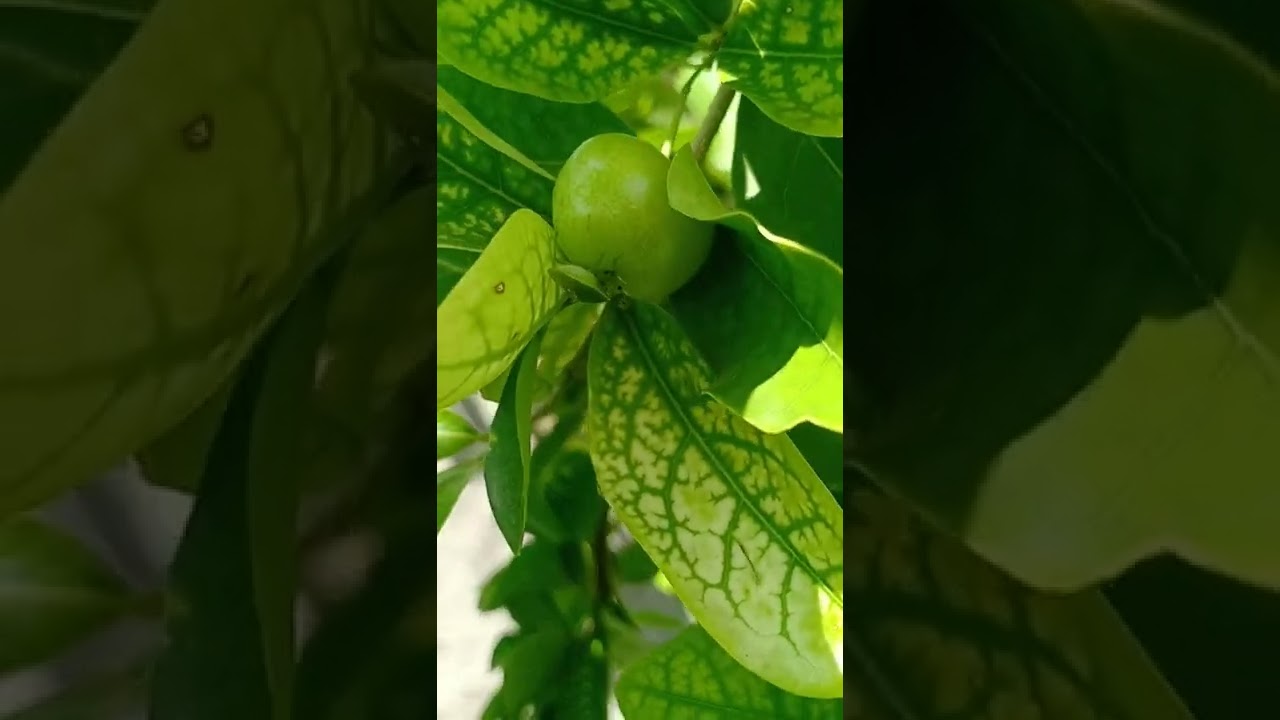 first time barbose cherry la cherry fruit ku ready aaguraar 😱😱👌@💞Vidz ...