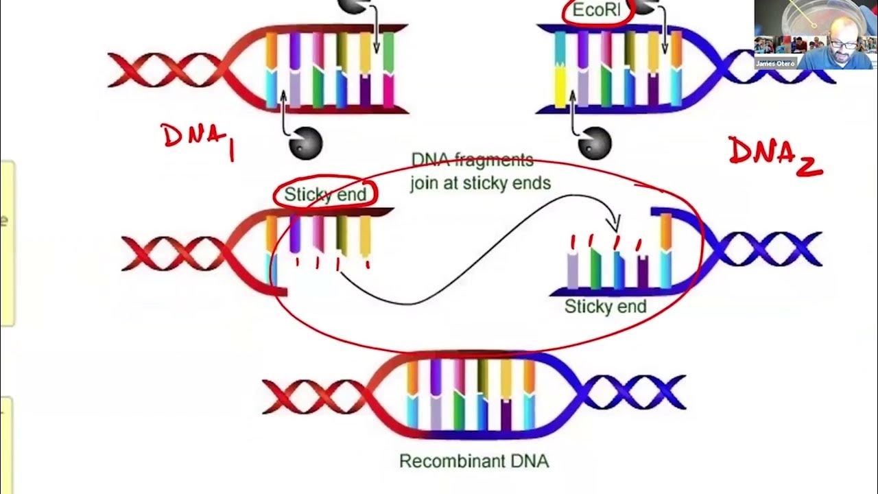 5 Enzimas de Restricción - YouTube