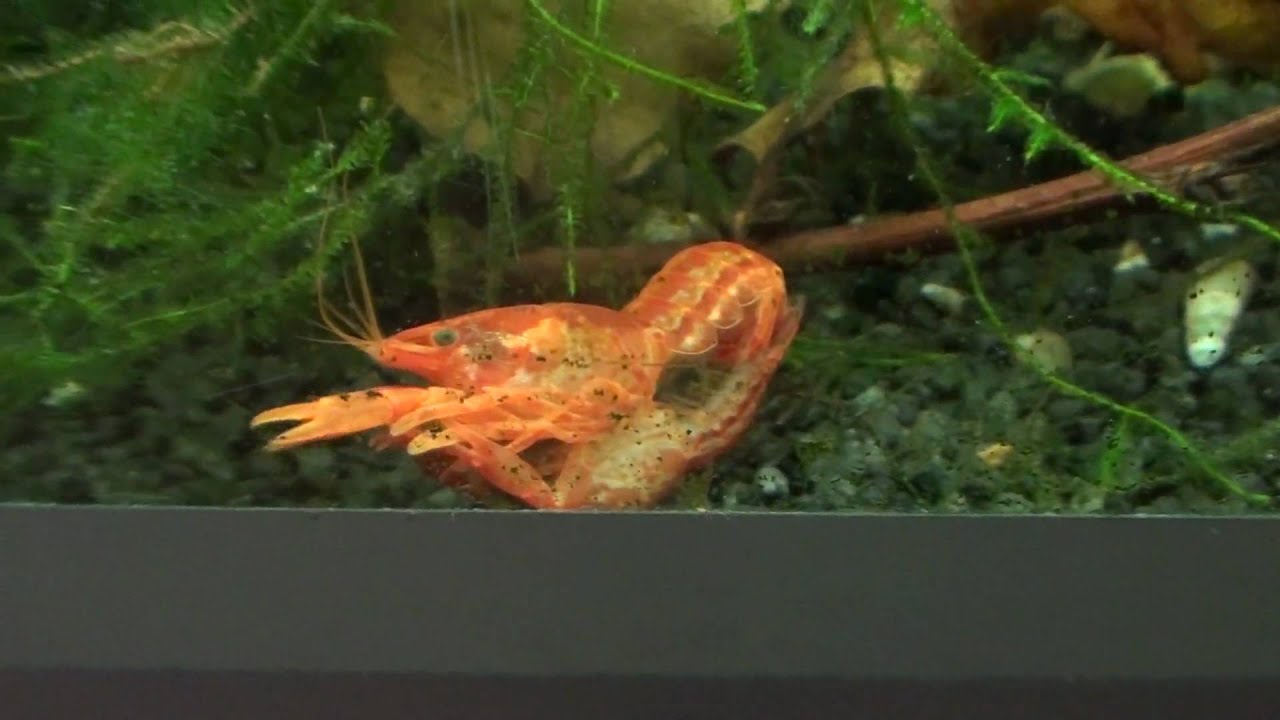 Paring CPO kreeften - YouTube