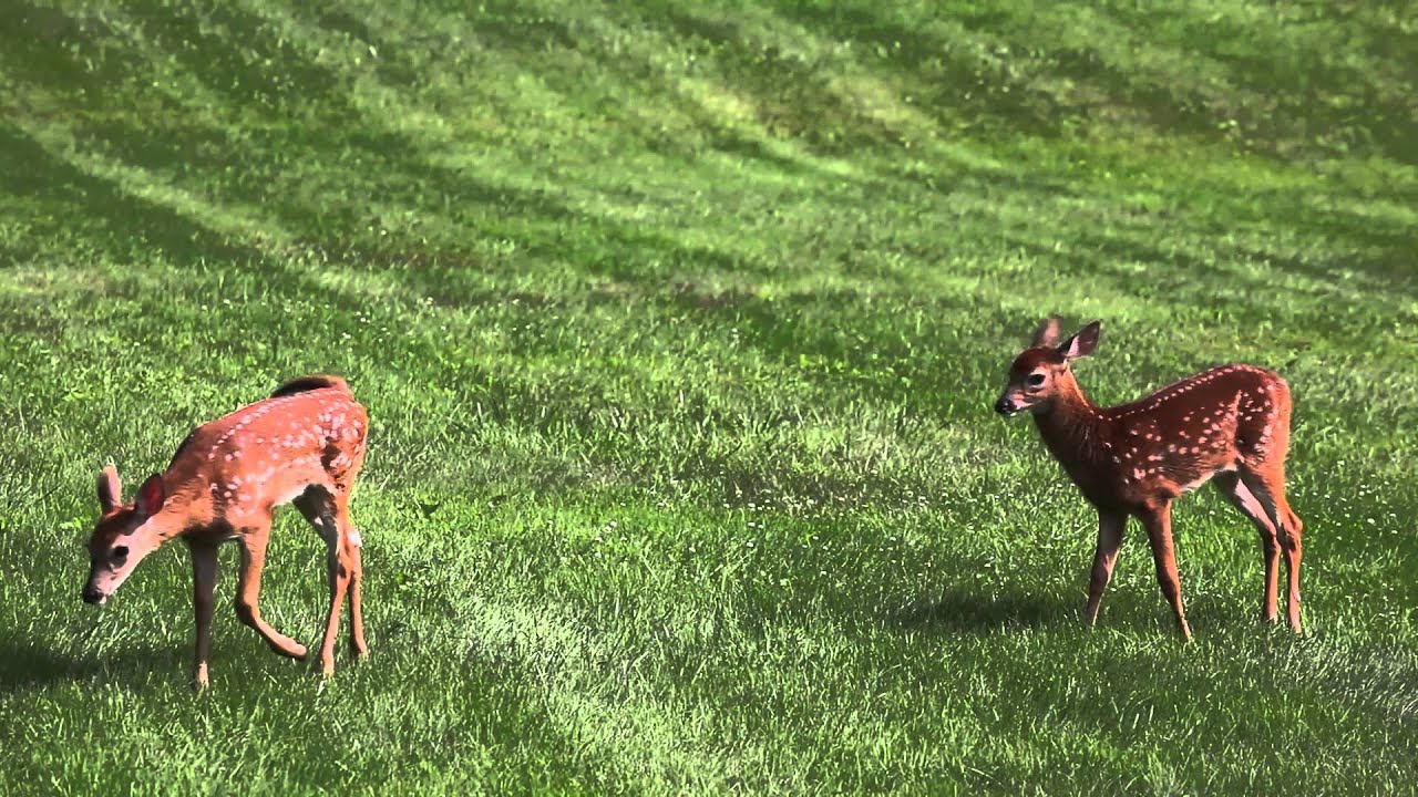 Baby Deer - Two Fawns get curious - YouTube