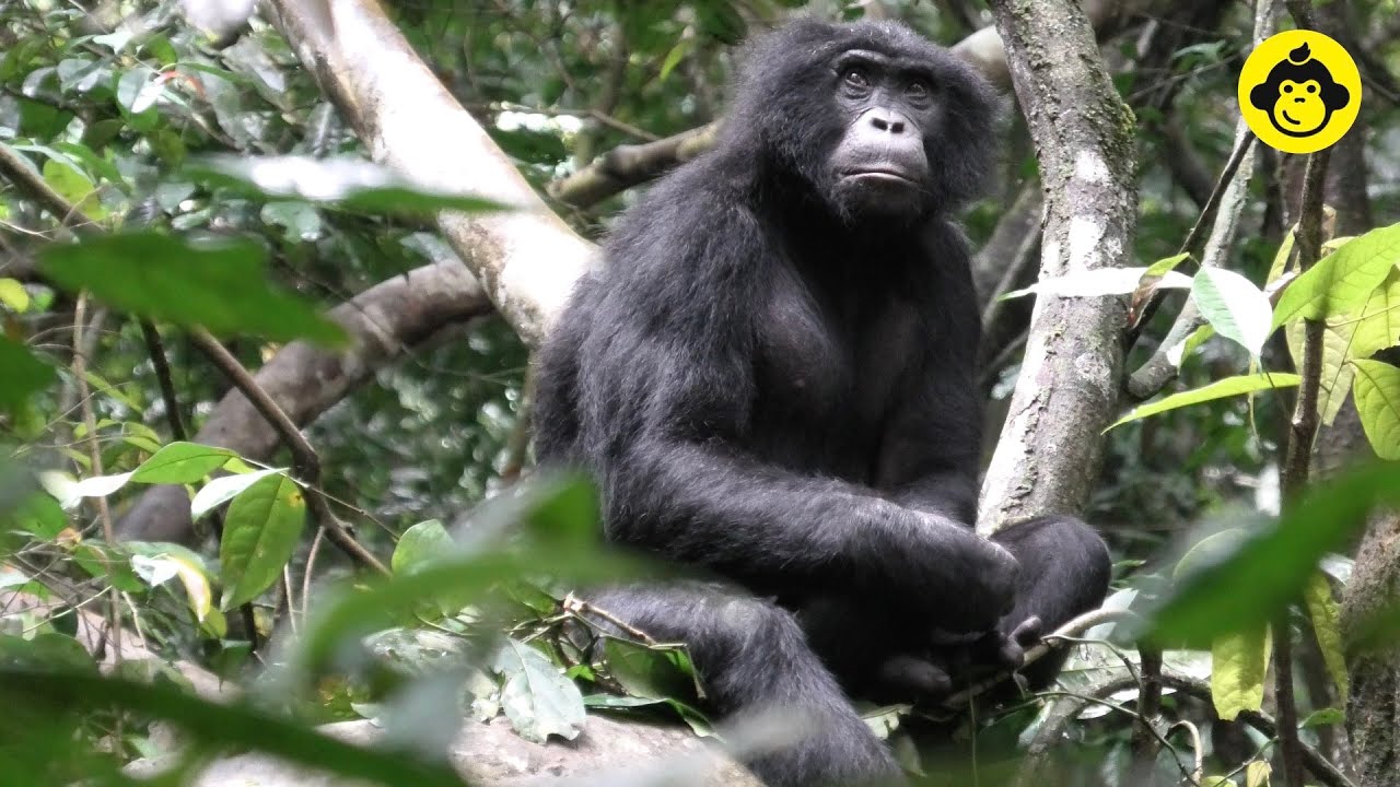 Self-grooming of a wild adult male bonobo!【Observations of Bonobos #152 ...