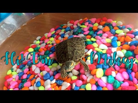 How To Feed A Baby Turtle - YouTube