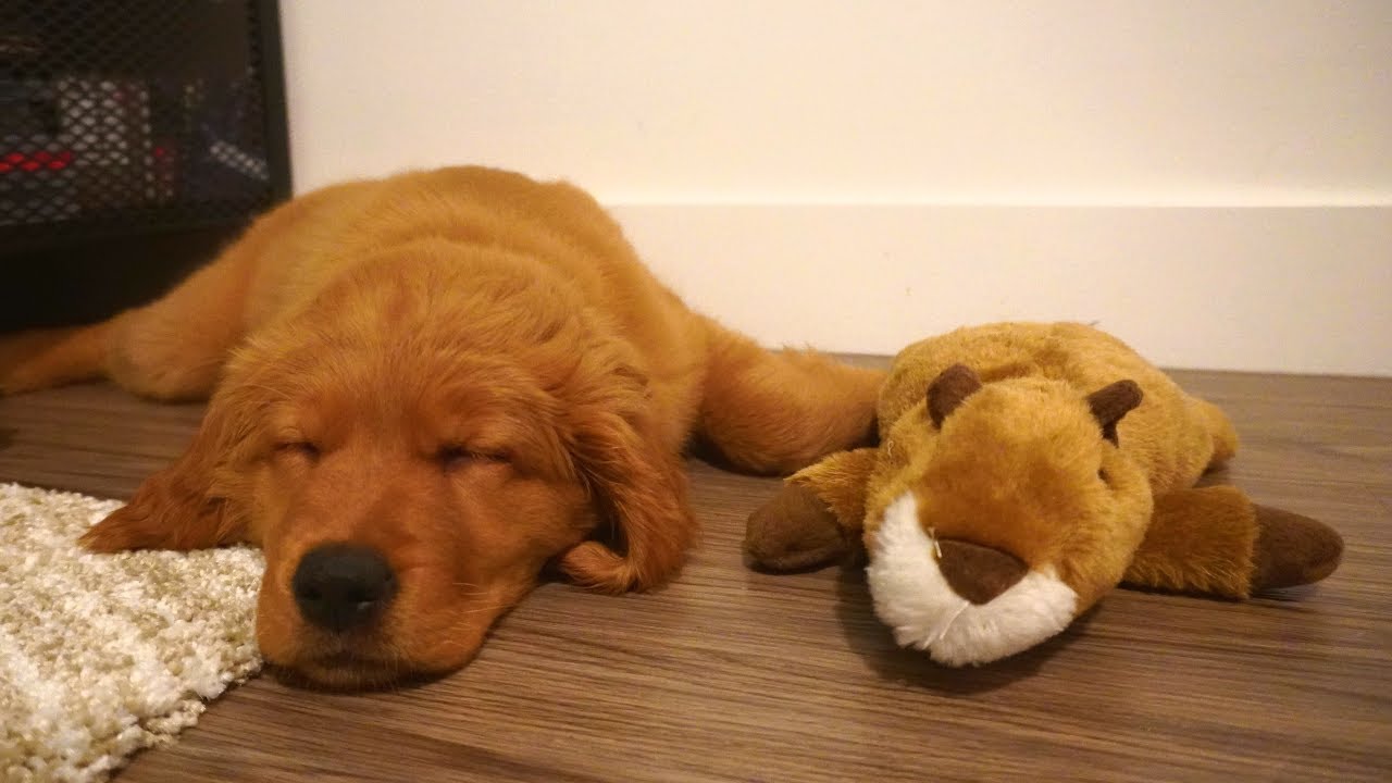 Red Golden Retriever - Real life with 11 weeks puppy - Keep her busy at ...