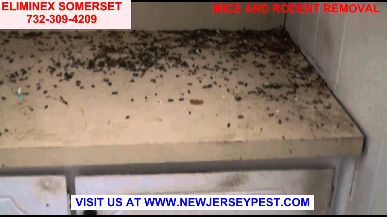 Mice and Rodent Removal and Extermination Edison NJ 732-309-4209 ...