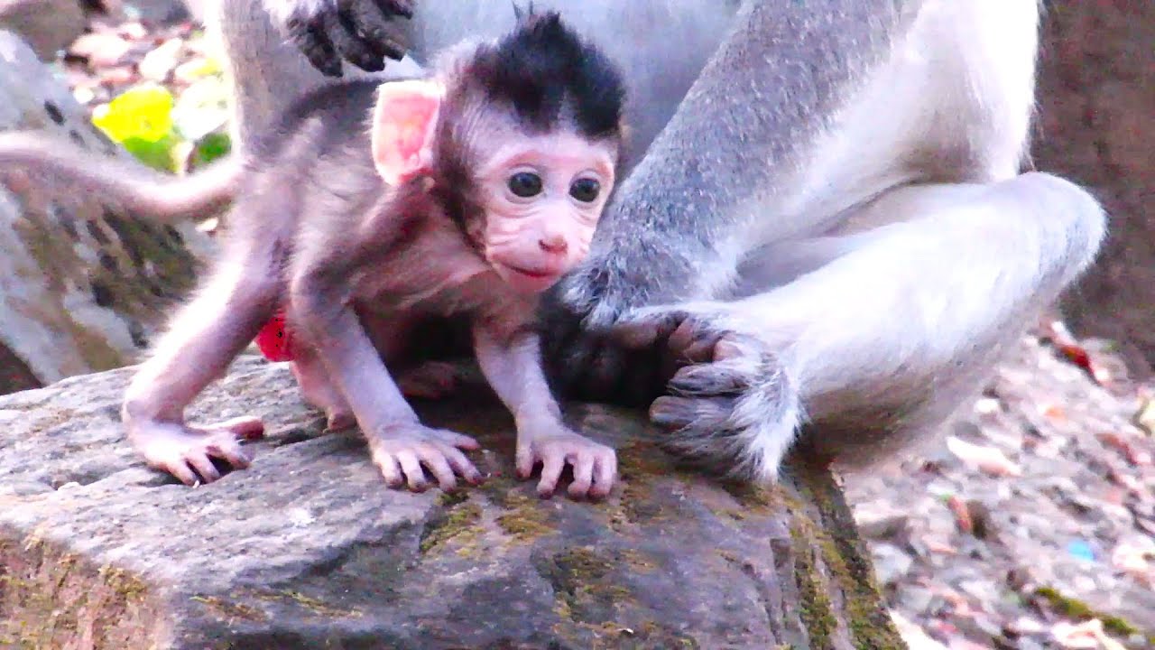 "OMG! 10 Adorable Baby Animals That Will Make You Say ‘Aww!’ 🐾💖 ...
