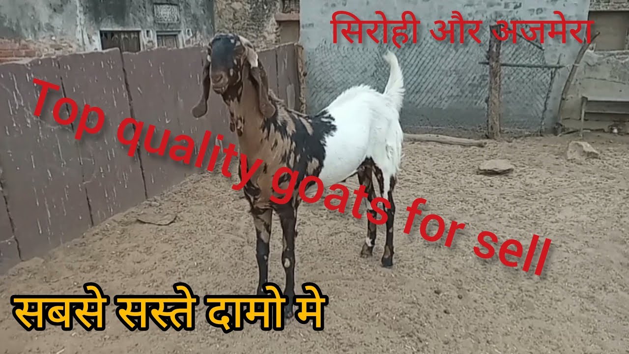 top quality sirohy and ajmera goat latest video #goatfarming# ...