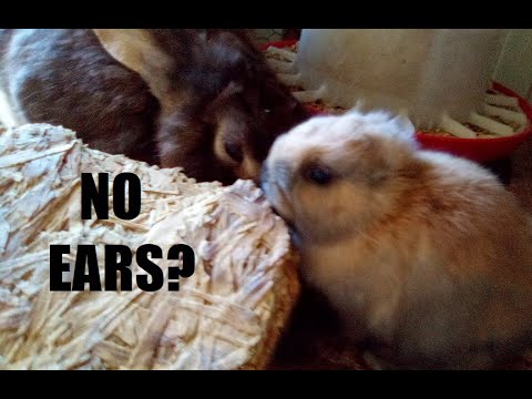 These Baby Rabbits Have NO EARS!! / Rabbit Kits Thrive in a Colony With ...