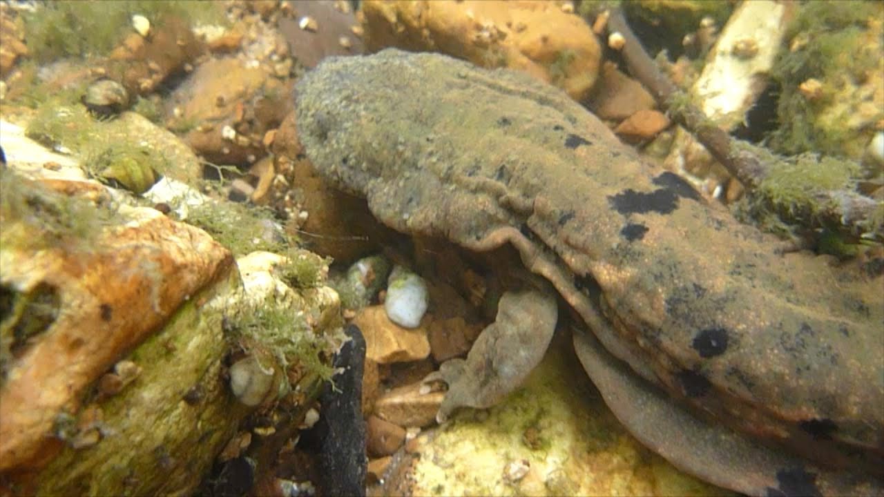 10,000th Hellbender Released Into the Wild - YouTube
