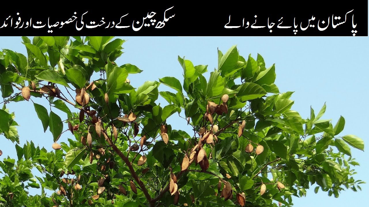 Sukhchain tree benefits || sukh chain tree ke fayde || Sukhchain ka ...